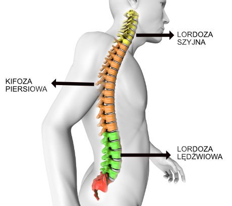 Budowa kręgosłupa – odcinki kręgosłupa i kręgi » Andrzej Kroszczyński